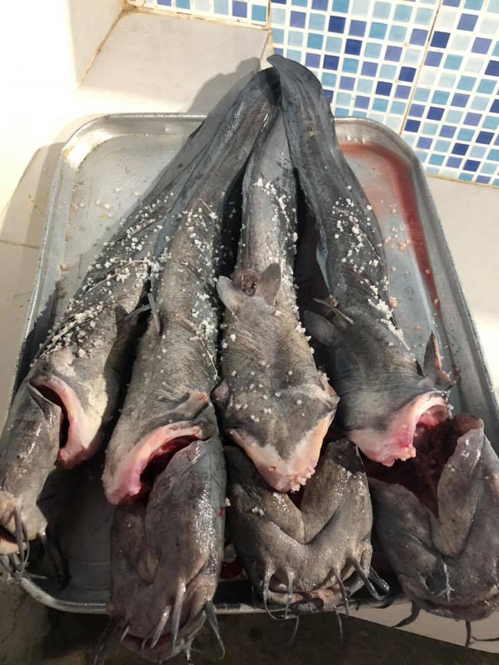 Things to Do: Aquaculture and Farm Tourism Experience at SIGUIN ...